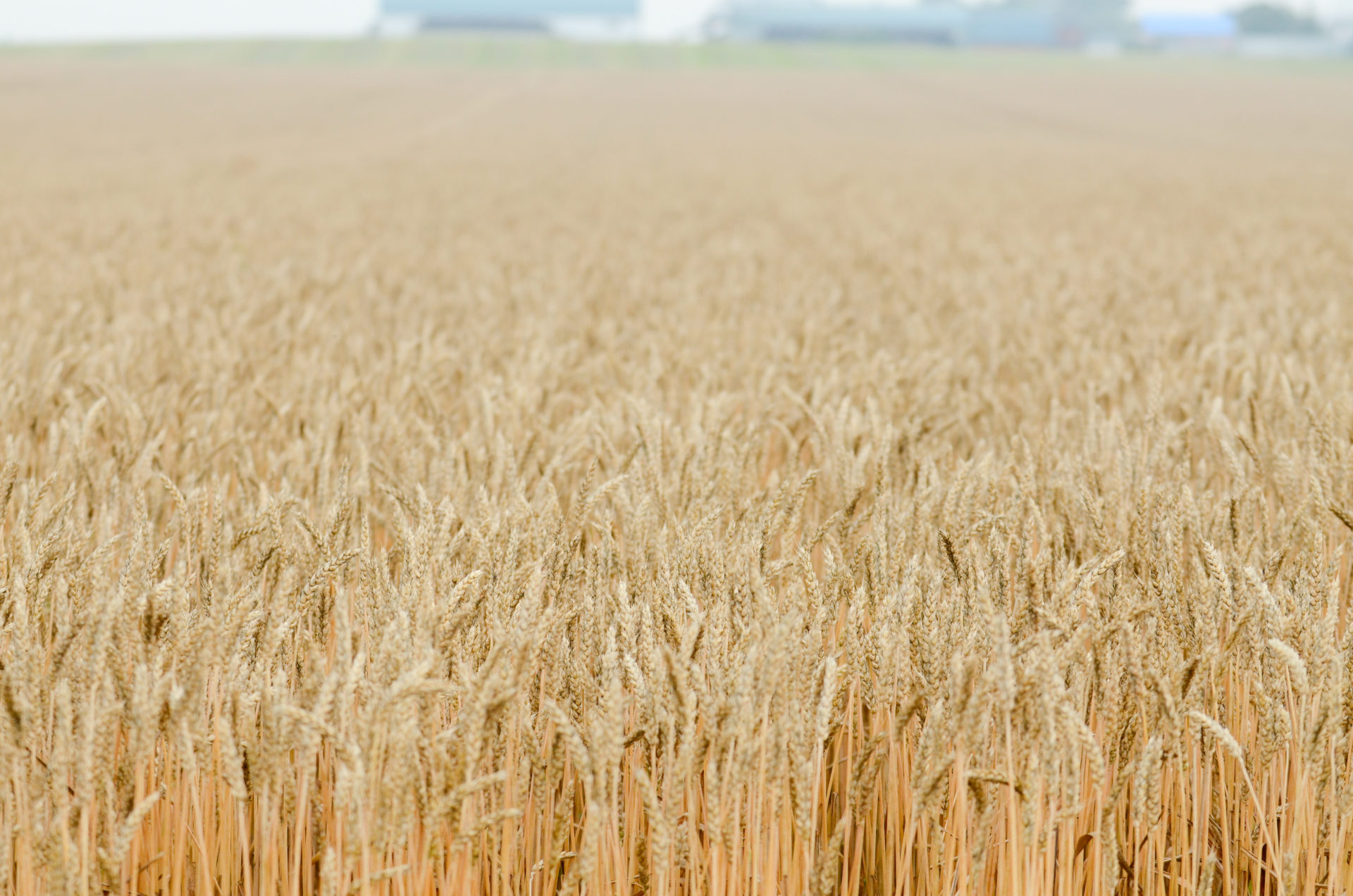 07:Reveal the charms of the agricultural kingdom, Obihiro & Tokachi ...